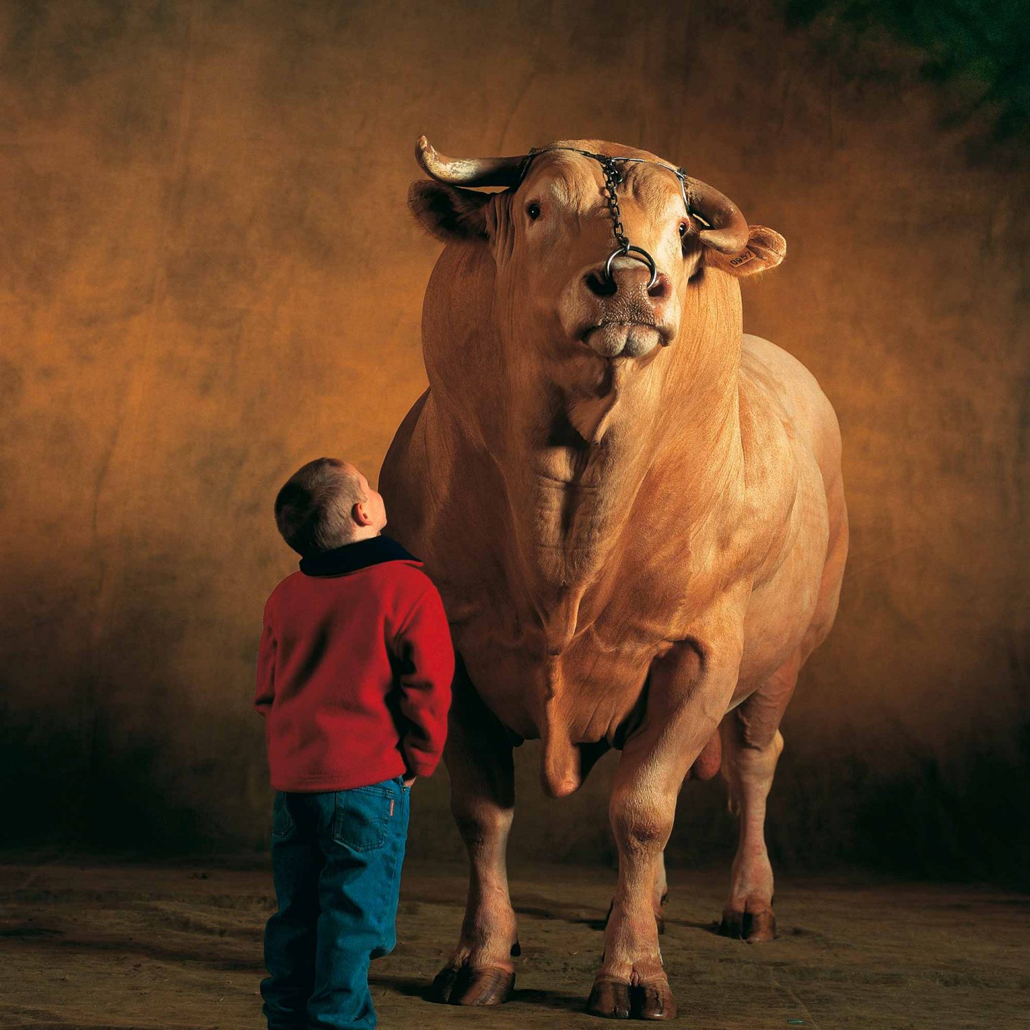 YANN ARTHUS-BERTRAND PHOTO | Les Bestiaux | Officiel