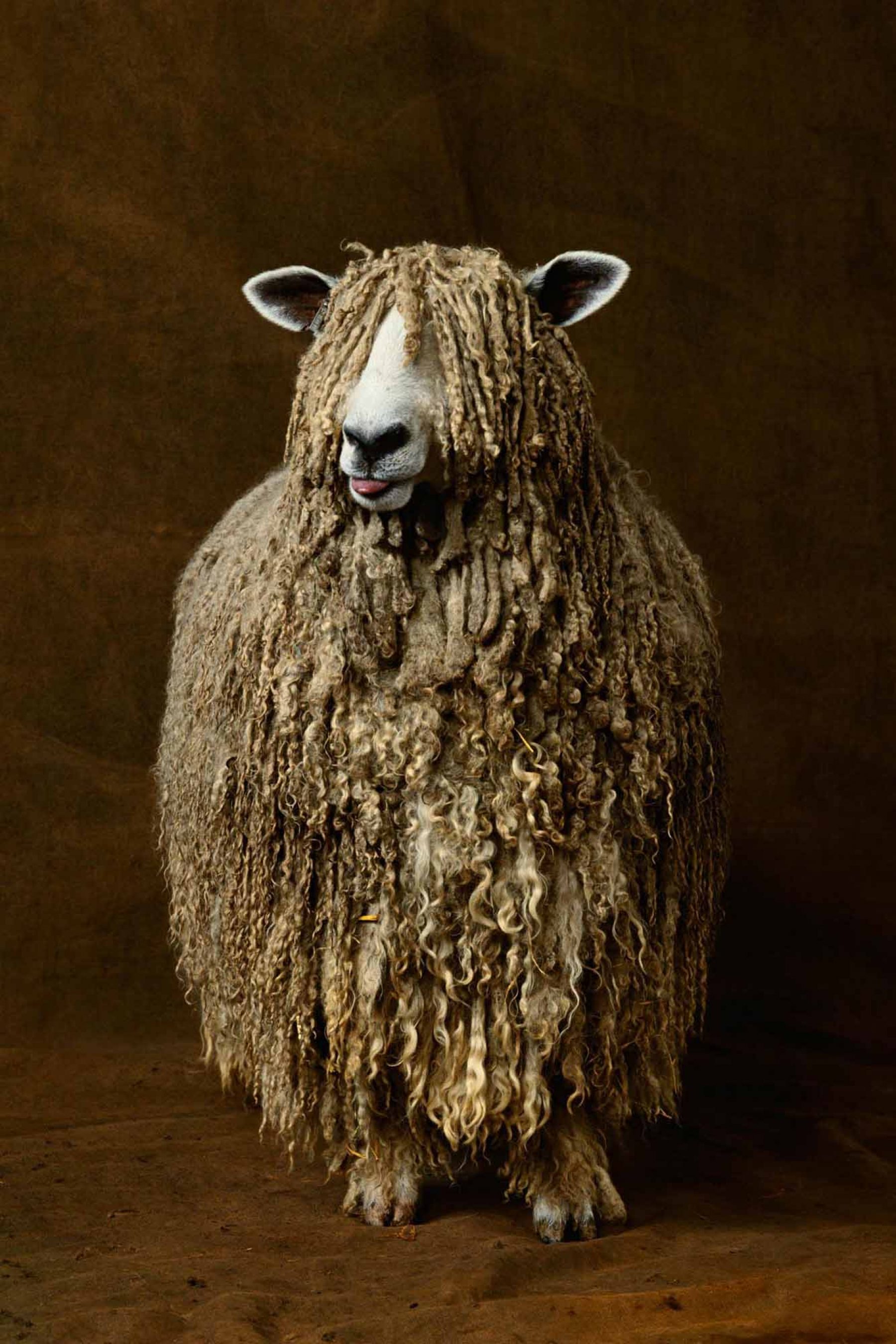 YANN ARTHUS-BERTRAND PHOTO | Les Bestiaux | Officiel